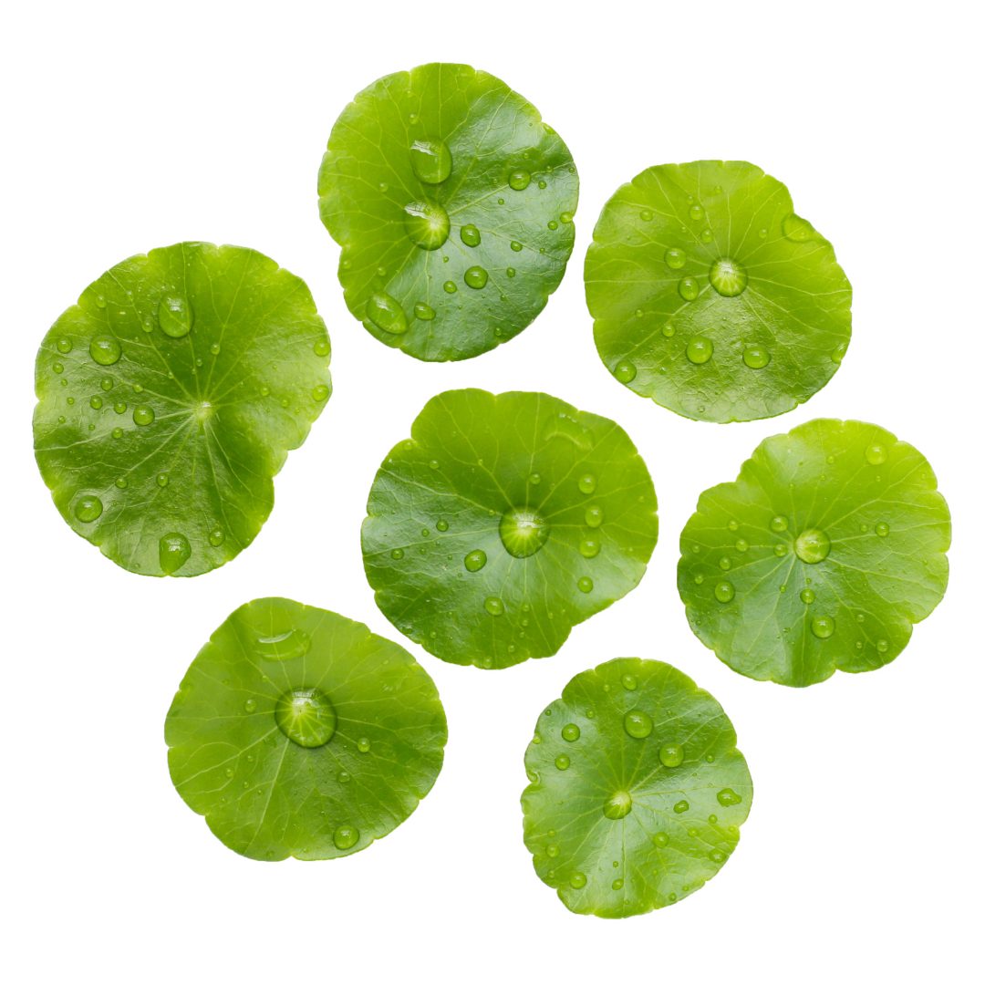Centella Asiatica | Cica the Ultimate Ingredient for Healthy Skin ...